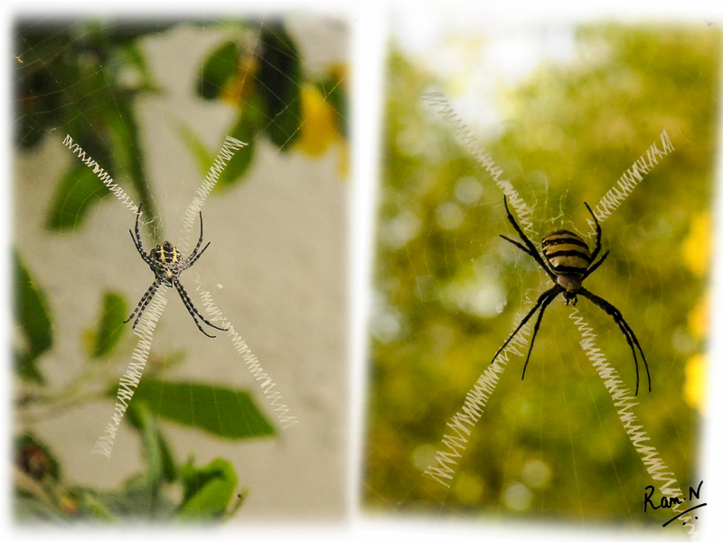 Writing Spider – Chennai Daily Photo