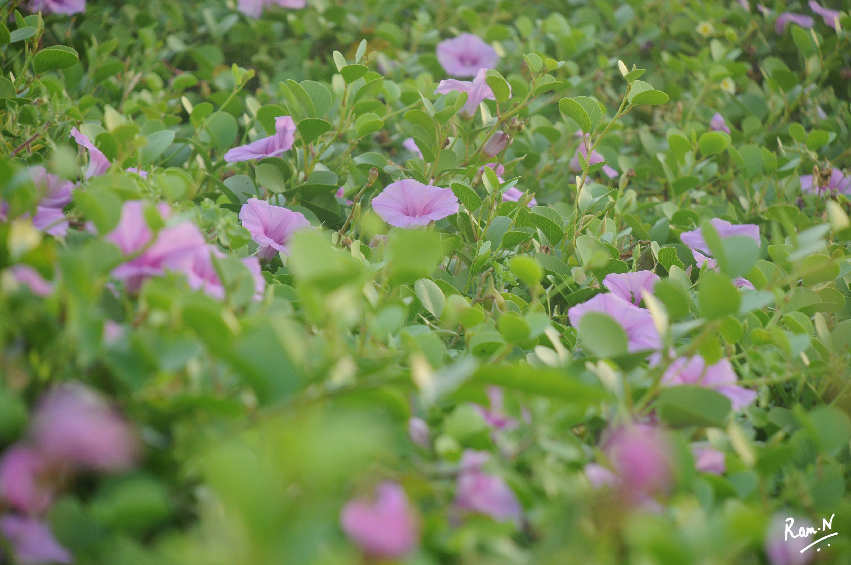 Agaya Thamarai – Chennai Daily Photo